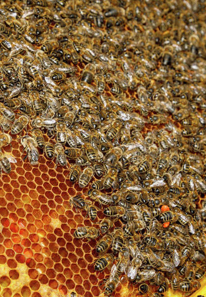 Closeup of honeycomb frame with bees held by crop anonymous beekeeper ...