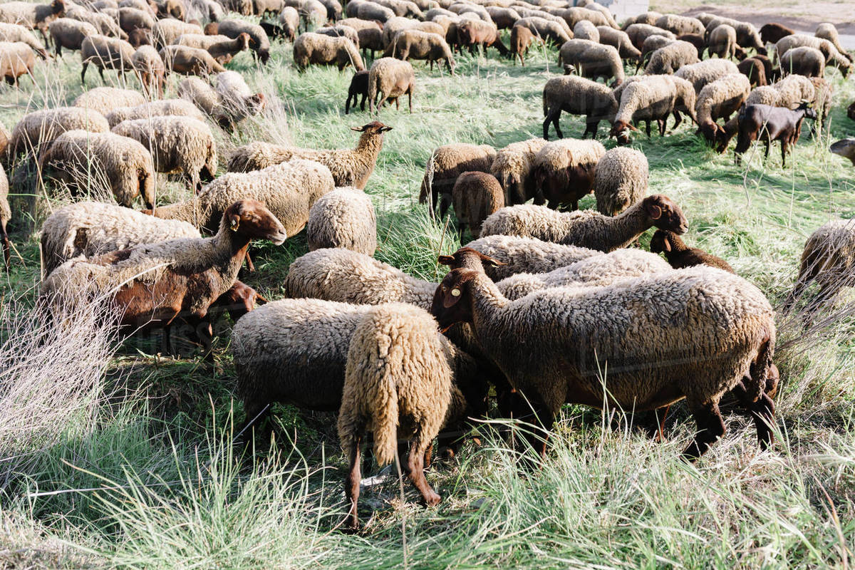 Herd of sheep pasturing in green field - Stock Photo - Dissolve
