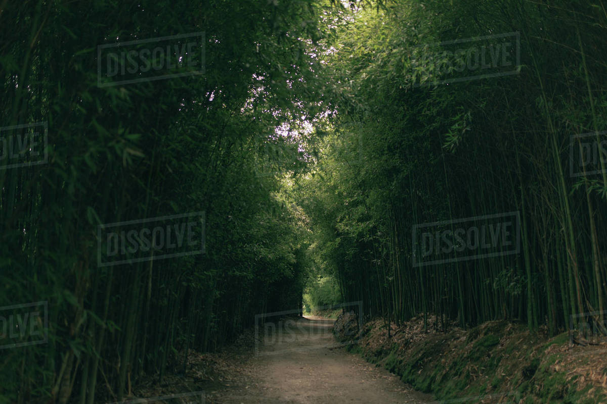 Narrow forest path with green high trees with lush foliage - Royalty ...
