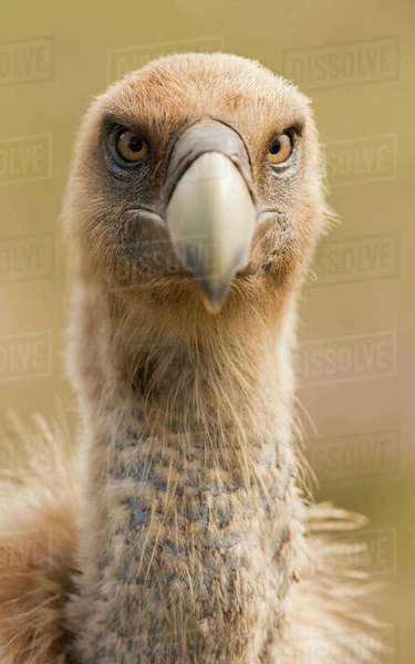 Closeup of furious wild vulture looking at camera on blurred background ...