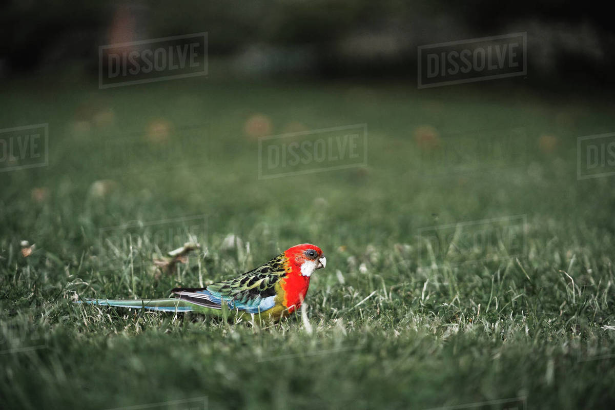 Back view of wonderful colourful birds flying near green field in park ...