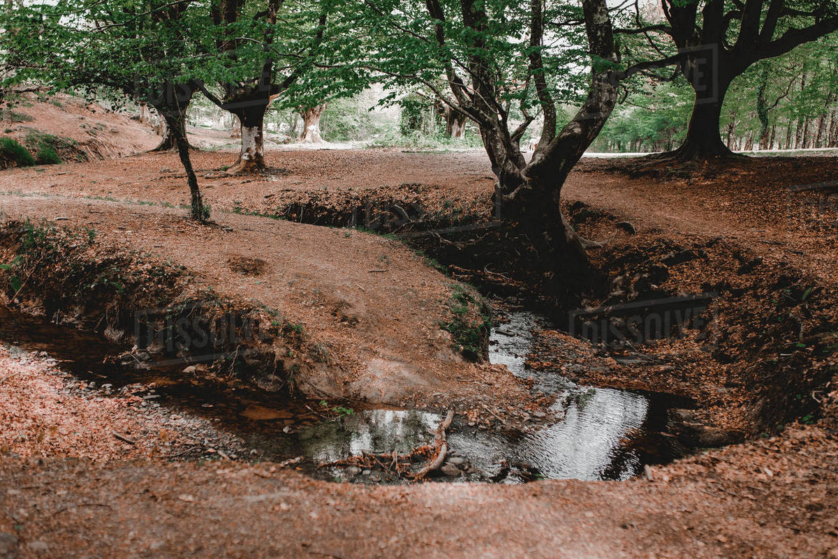 Amazing forest with dry ground - Royalty-free Stock Photo | Dissolve