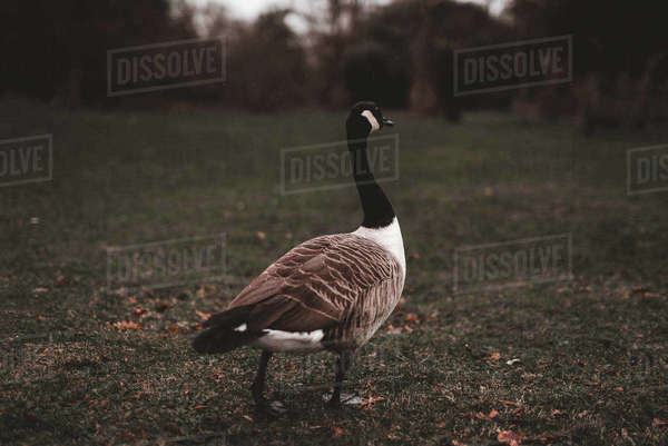 Side view of wild duck on green near pond and blurred background in ...