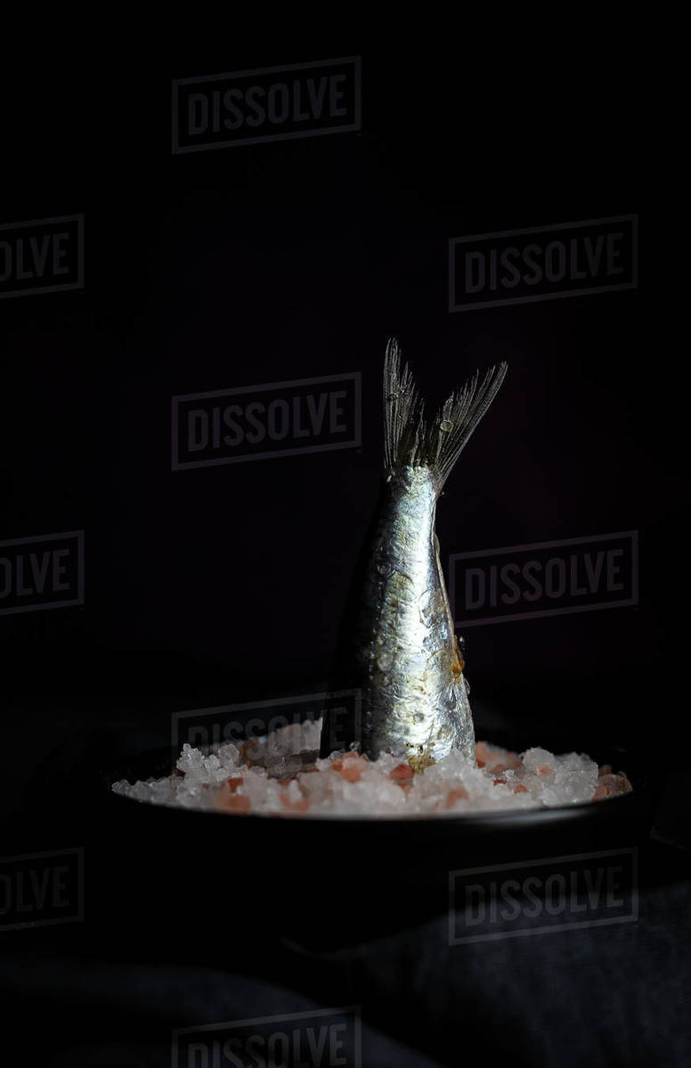 Tail of sardine in plate with salt - Royalty-free Stock Photo | Dissolve