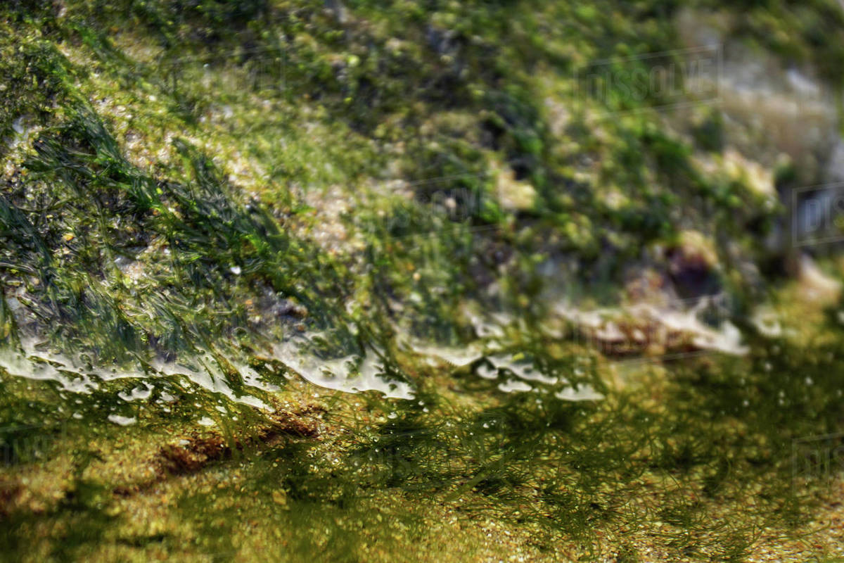 Beautiful wet algae on stone - Royalty-free Stock Photo | Dissolve