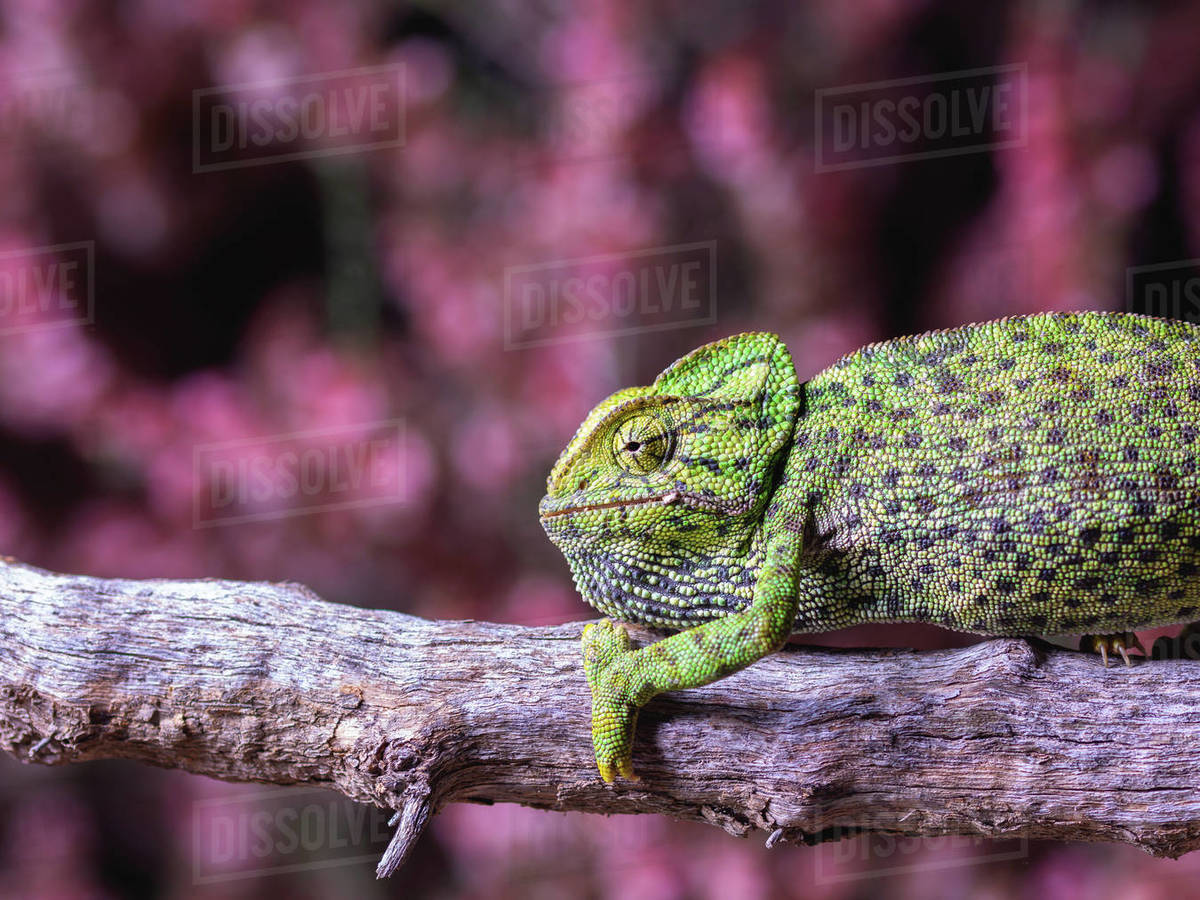 Chameleon sitting on branch - Royalty-free Stock Photo | Dissolve