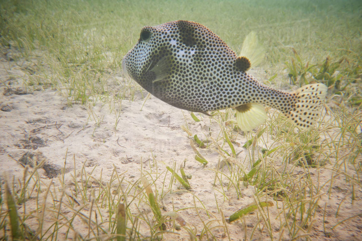 Amusing spotted drunk fish swimming on sandy depth in clean crystal ...