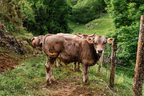 Side view of brown cow standing on hill in pasture near fence and ...