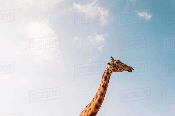 Giraffe grazing under blue sky - Stock Photo - Dissolve