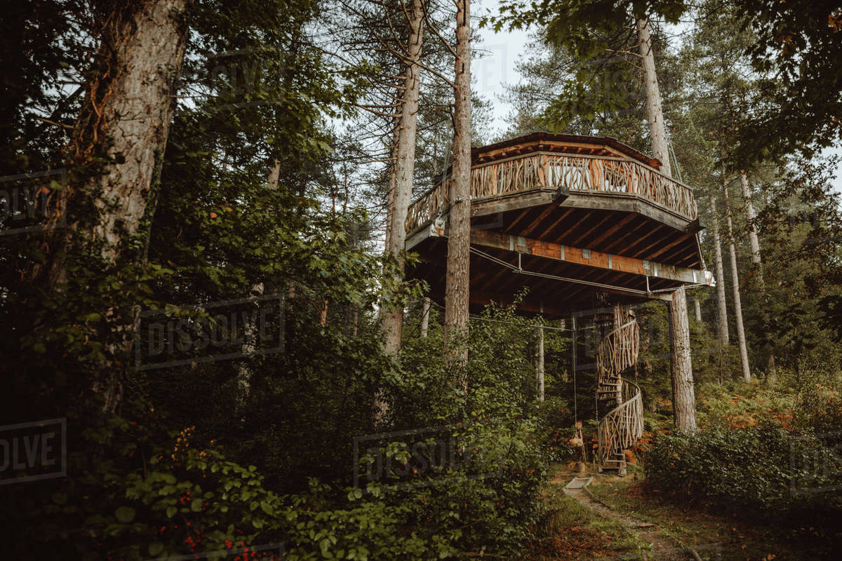 Huge wooden house placed between pine trees above ground in woods in ...