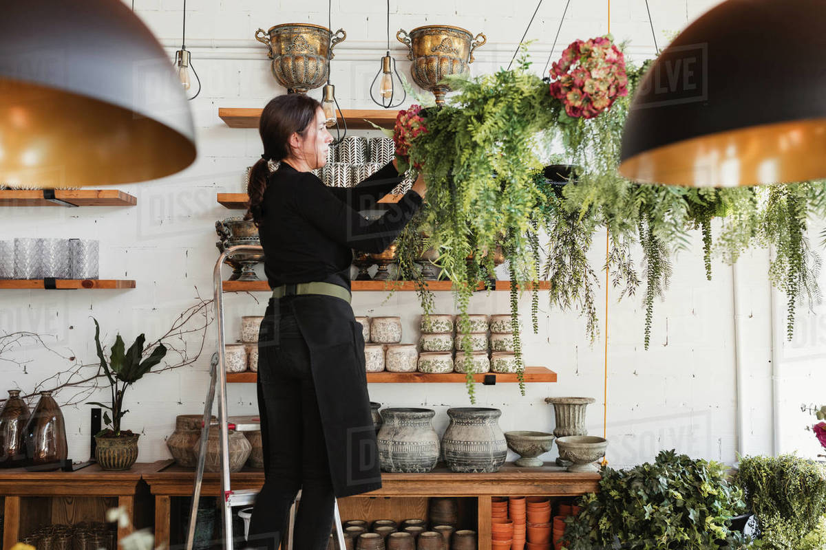 Side view of female florist standing on ladder and arranging ...