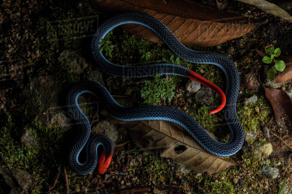 Top view of Calliophis bivirgatus snake resting on dry leaves in woods ...
