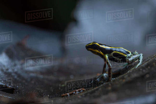 Closeup of small reticulated poison frog or Ranitomeya ventrimaculata ...