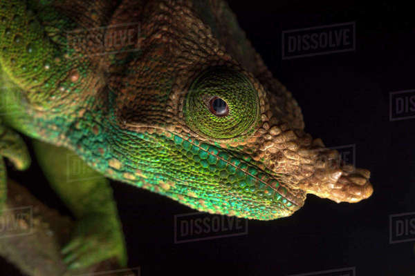 Side view closeup of amazing chameleon sitting on twig on black ...