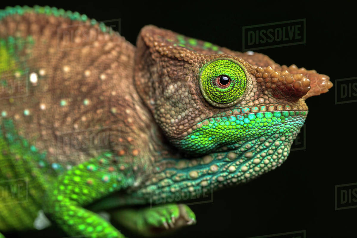 Side view closeup of amazing chameleon on black background. Calumma ...