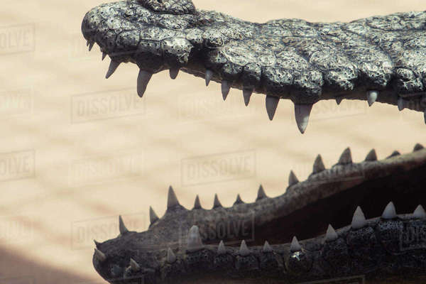 Closeup of open maw of American alligator with pointed teeth and closed ...