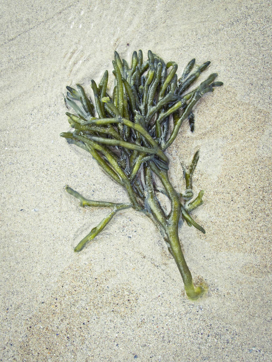 From above delicate green Codium Fragile seaweed coming ashore on sandy ...