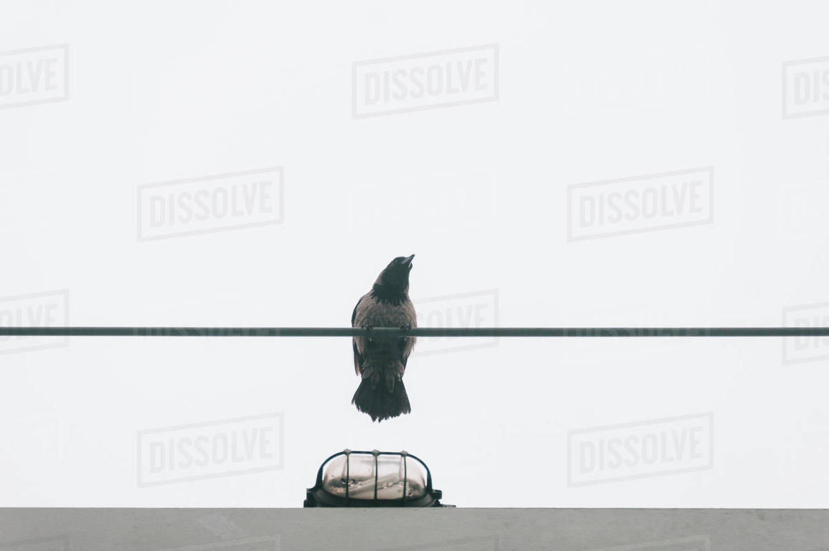 From below of black raven sitting on wire on background of gray sky ...