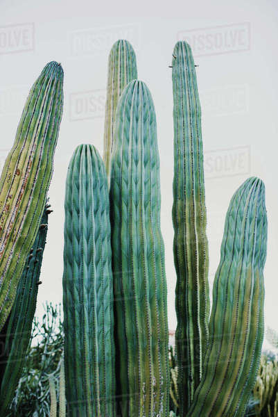 Tall green Cereus plant growing in cactus valley near different species ...