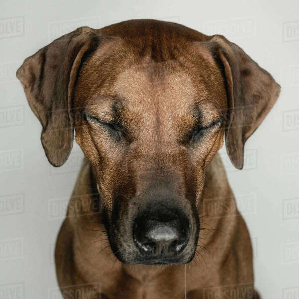 Purebred Ridgeback dog on white background - Stock Photo - Dissolve