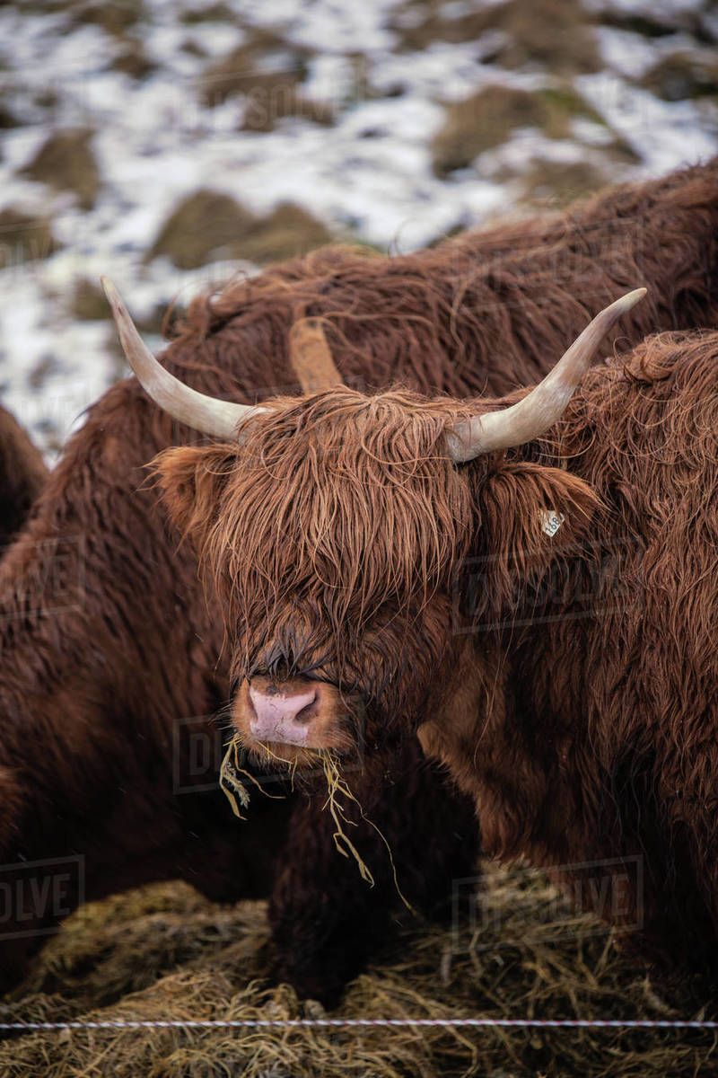 Highland cow with wet fluff eating dried grass while pasturing on snowy ...