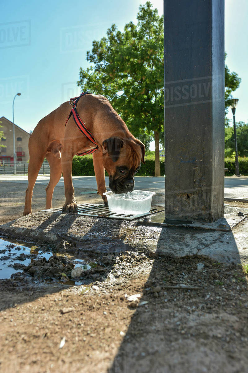 Boxer dog thirsty is drinking water from a fountain - Royalty-free ...