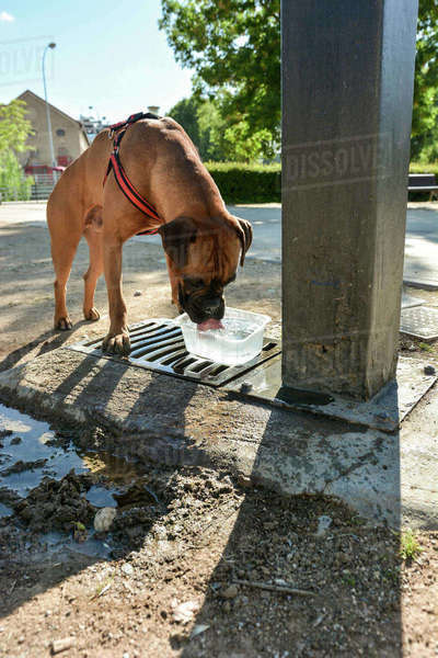 Boxer dog thirsty is drinking water from a fountain - Royalty-free ...