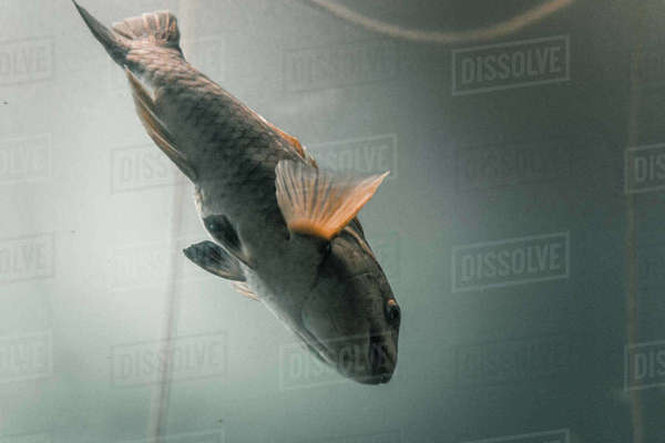 Big grey silver fish with shiny fins behind glass aquarium in Milford ...