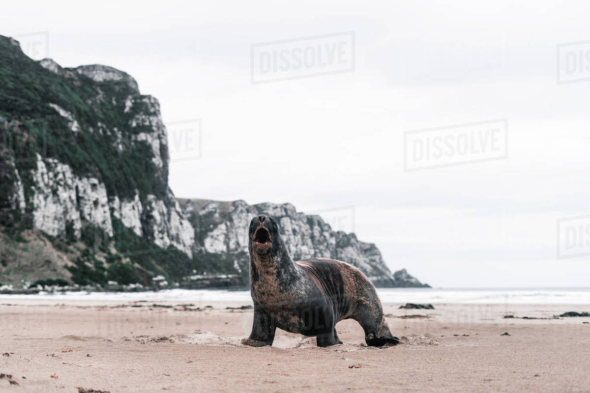 Big screaming seal on rocky shore in Purakaunui, New Zealand in cloudy ...