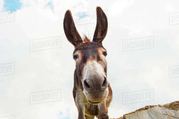 View to donkey standing at cloudy background looking at camera - Stock ...