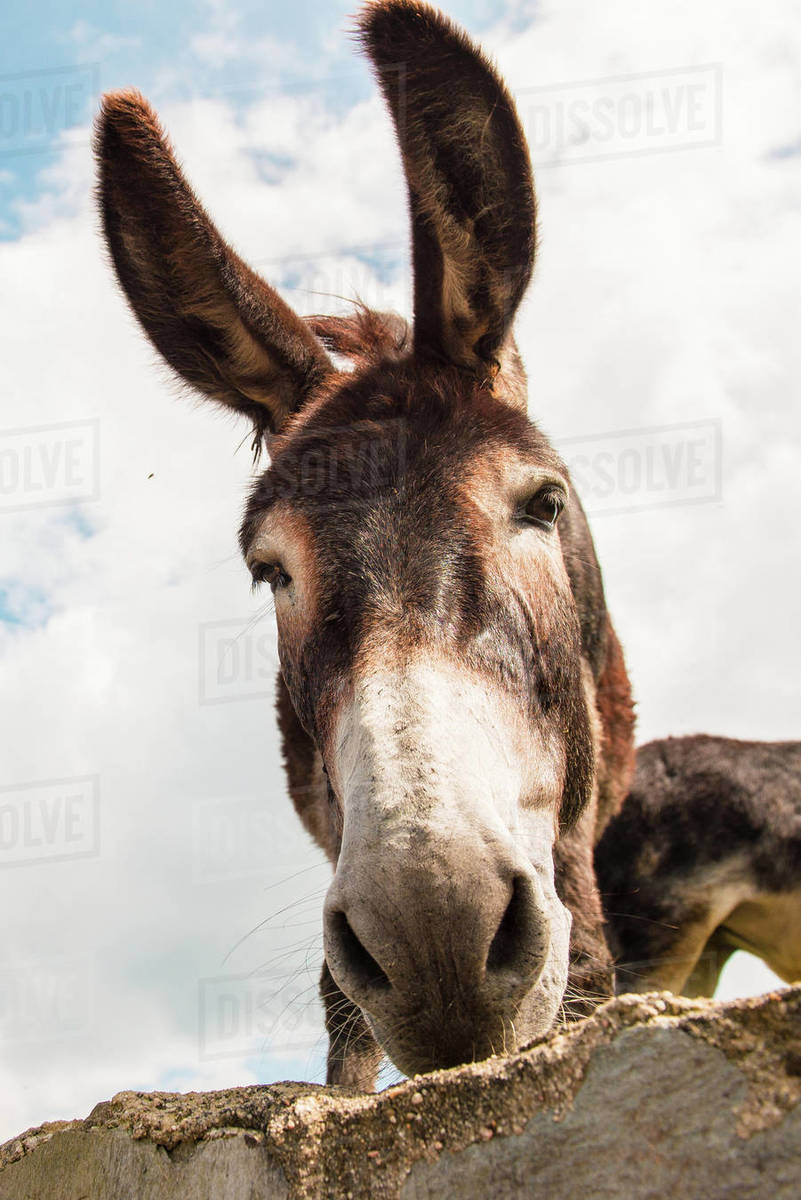 View to donkey standing at cloudy background looking at camera ...