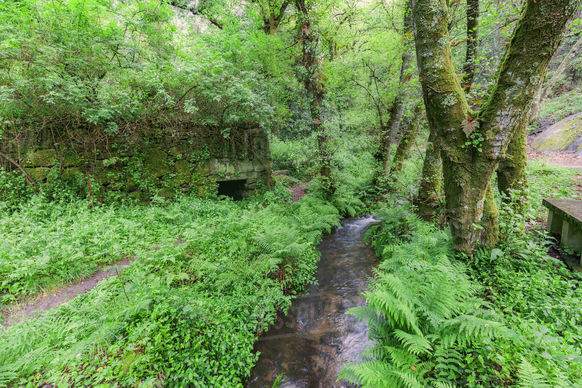 Old water mill in the forest, wooden bridge over stream - Royalty-free ...