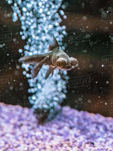 Close up beautiful tropical fish swimming in transparent water of home ...