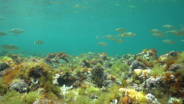 A school of fish (Sarpa salpa) in shallow water with seaweeds on the ...