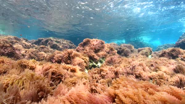 Red algae underwater, harpoon weed Asparagopsis armata, Mediterranean ...