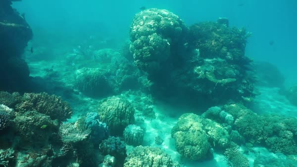 Underwater landscape, massive coral pinnacle with tropical fish in the ...