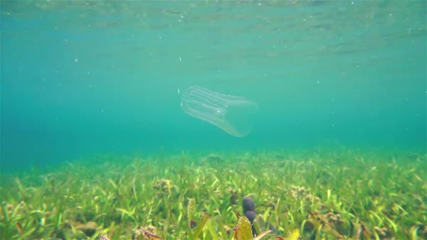 Underwater creature, a sea walnut comb jelly, Mnemiopsis leidyi, in ...
