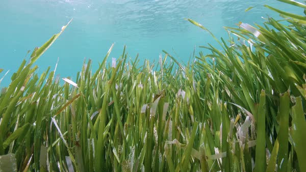 Leaves of seagrass under water surface, Neptune grass Posidonia ...