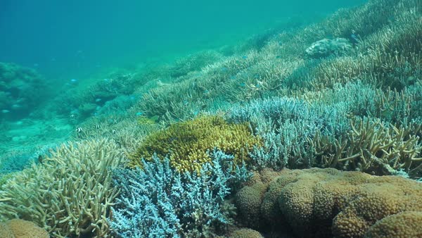 Seabed with an healthy coral reef and fish damselfish, south Pacific ...