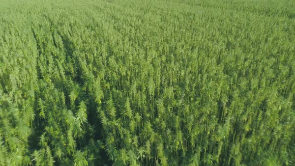 Aerial: Large Hemp Marijuana Field Drone Fly-Over - 4K Royalty-free ...