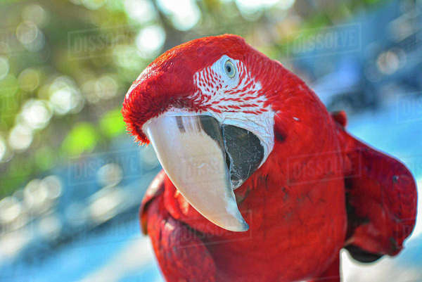 Red parrot guacamaya close up, selective focus image - Royalty-free ...