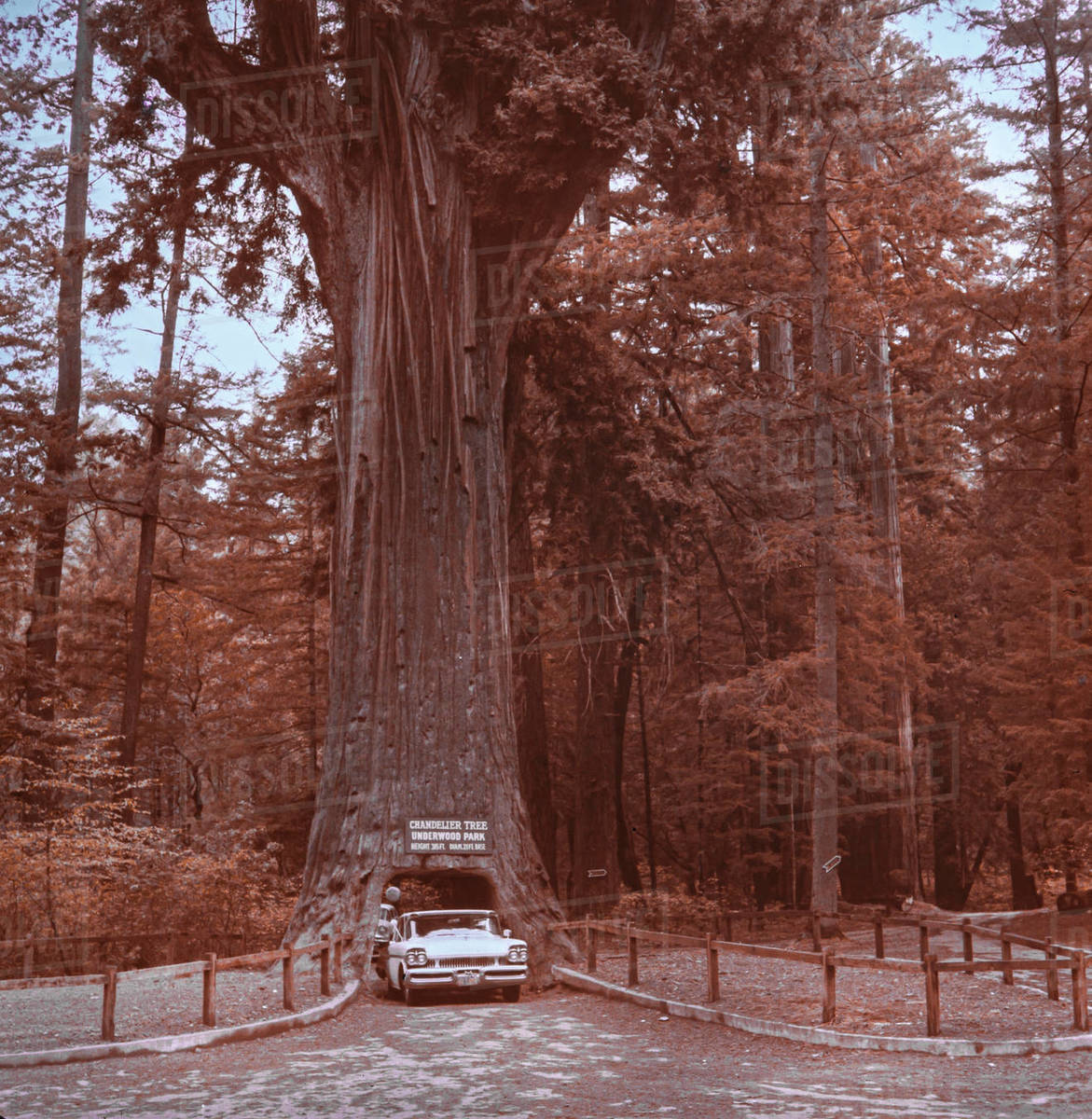REDWOOD, CALIFORNIA MAY 1970: Chandelier tree in 70's - Royalty-free ...