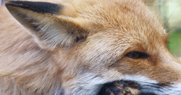 The fox wiggles its ear while resting. Animal alert - 4K Royalty-free ...