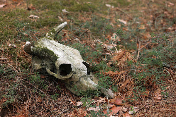 Cow skull lying on the ground. Dried cow skull. Side view. Skull of a ...
