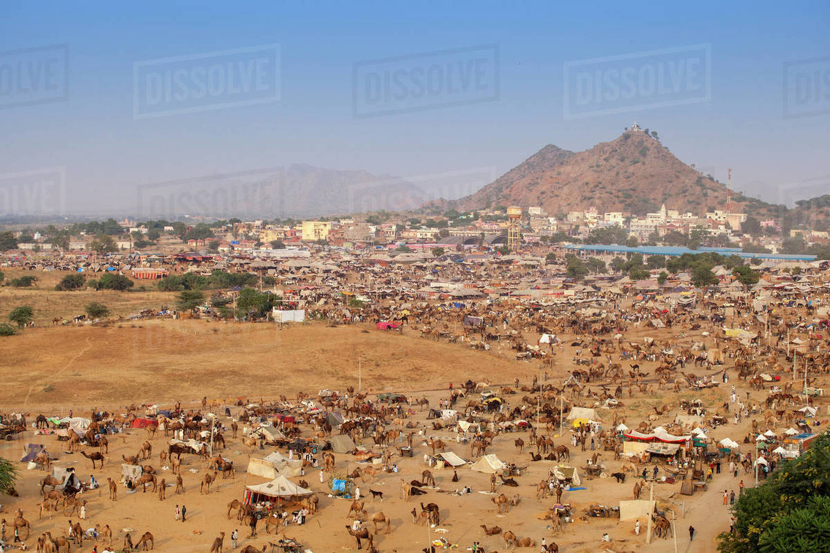Aerial view of Pushkar Camel Fair, Pushkar, Rajasthan, India, Asia ...