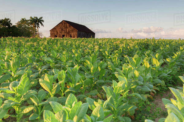 Tobacco farm for Cuban cigars in Vinales, Cuba, West Indies, Caribbean ...