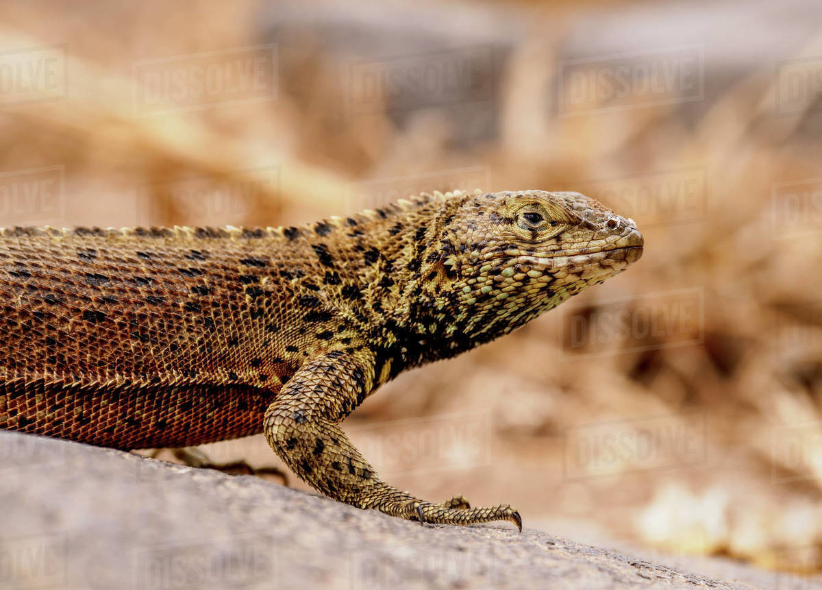 Lava lizard (Microlophus delanonis), Punta Suarez, Espanola (Hood ...