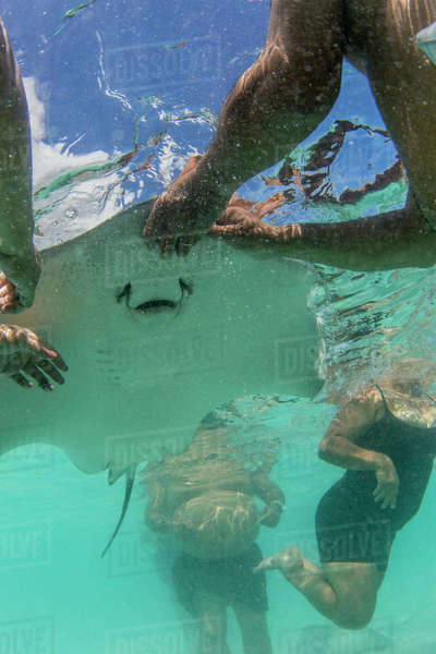Giant stingray (Dasyatis spp), being fed by local guide in the shallow ...
