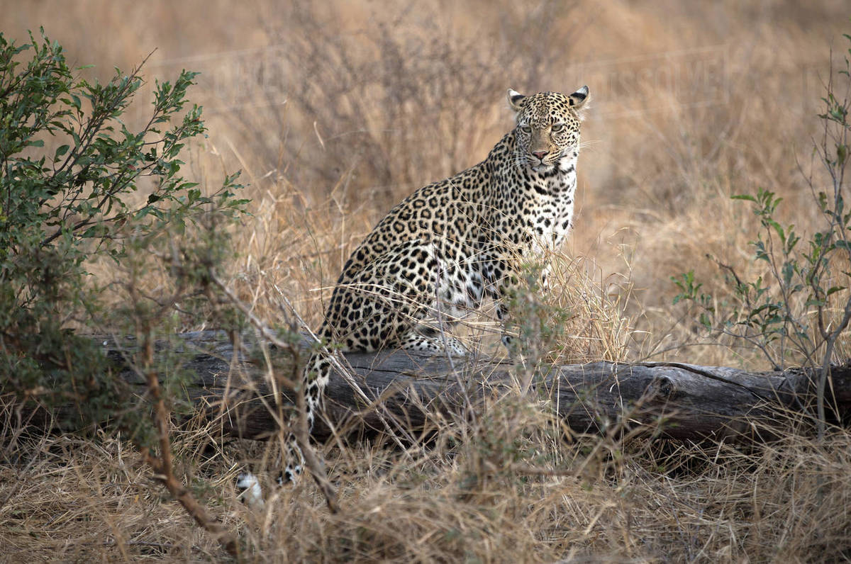 African Leopard (Panthera pardus) in savanna, Kruger National Park ...