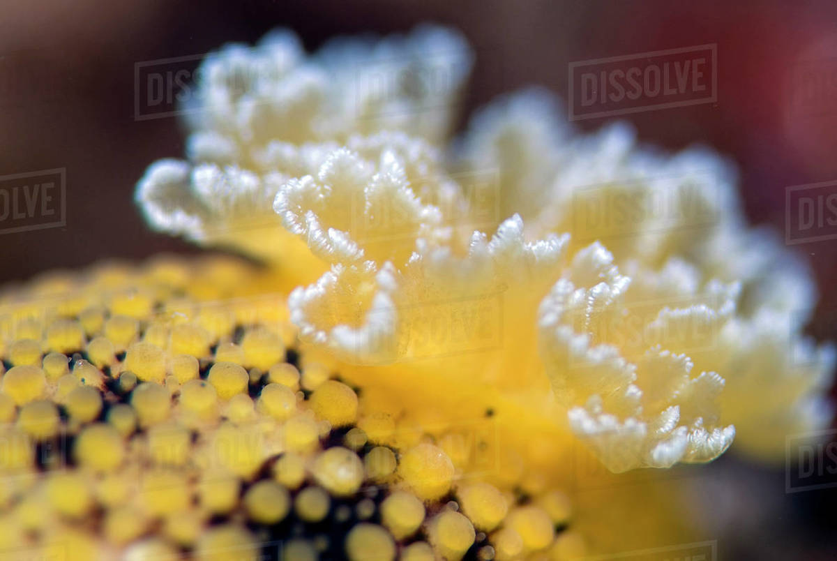 Close up macro photo of a detail with tail of Monterey Dorid nudibranch ...